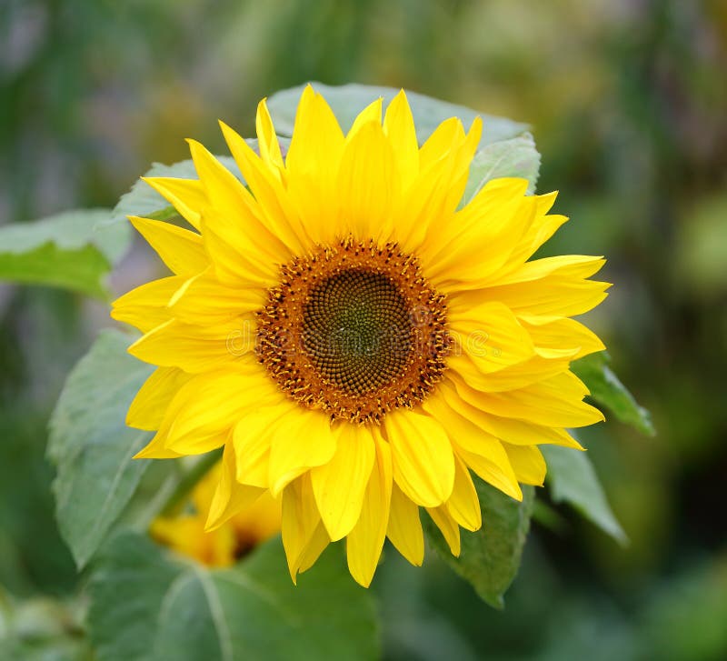 Blooming Decorative Sunflower in the Garden Stock Photo - Image of ...