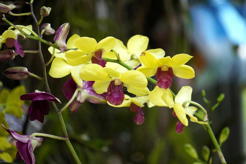 Blooming Dendrobium Orchids, Clustered with Yellow Petals and Deep Red ... Blooming Dendrobium Orchids, Clustered with Yellow Petals and Deep Red ...