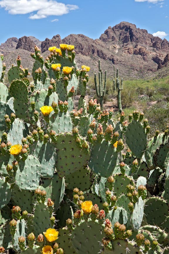 Blooming Desert stock photo. Image of saguaro, arizona - 20730618