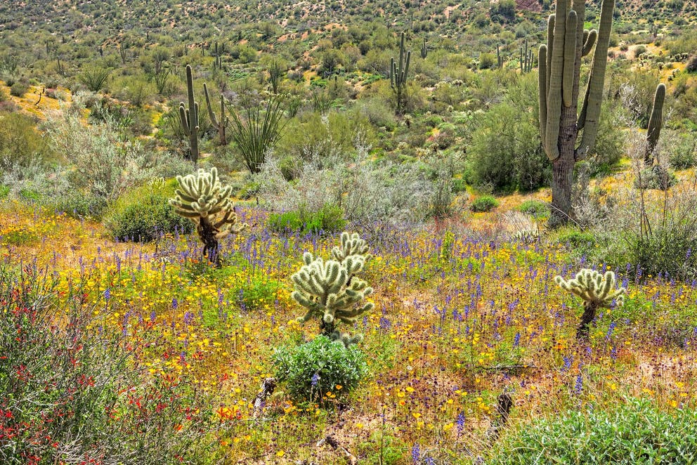 Blooming Desert stock photo. Image of tonto, cholla, mexican - 24331670