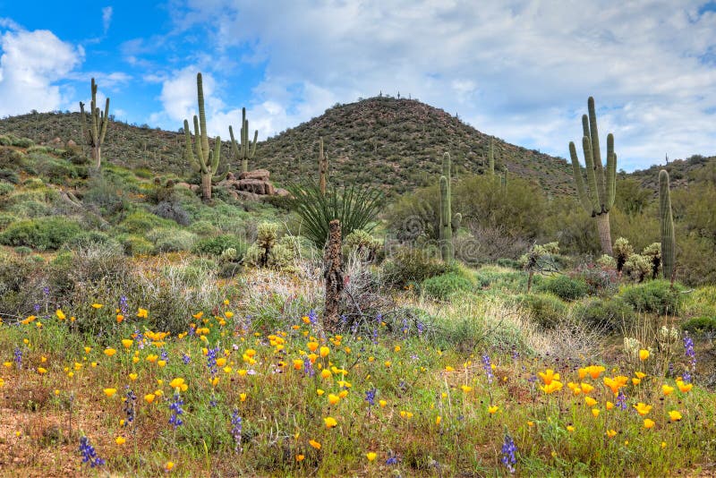 Blooming Desert stock image. Image of southwest, arizona - 4832979