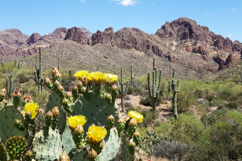 Blooming Desert stock image. Image of southwest, arizona - 4832979