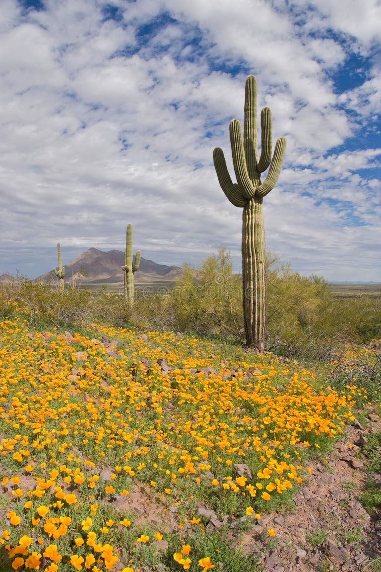 4,801 Arizona Desert Blooming Stock Photos - Free & Royalty-Free Stock ...