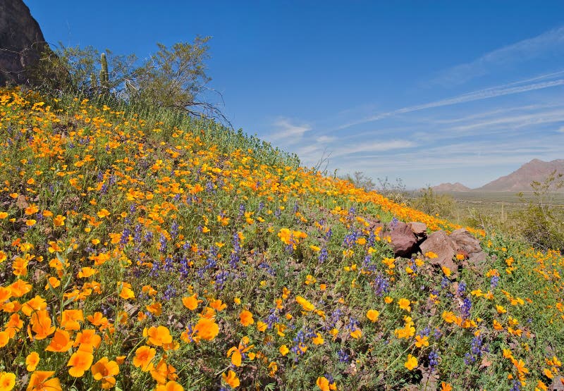 Desert Spring Wildflowers stock photo. Image of spring - 5700940