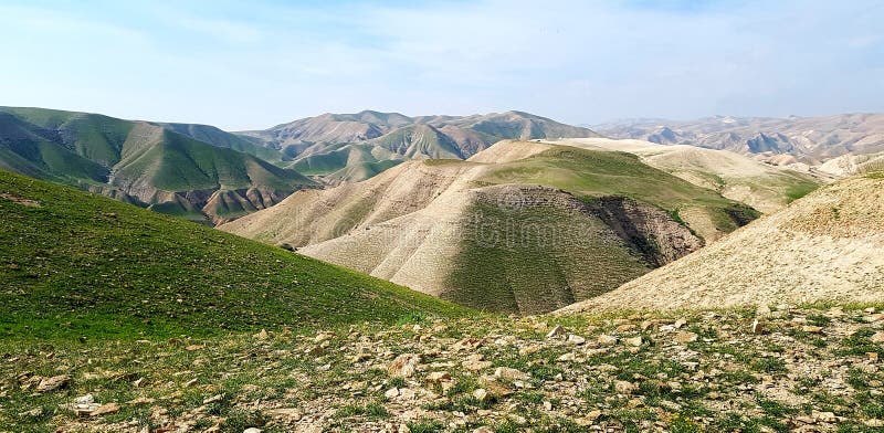 Blooming Desert in Israel stock image. Image of bloom - 174355751