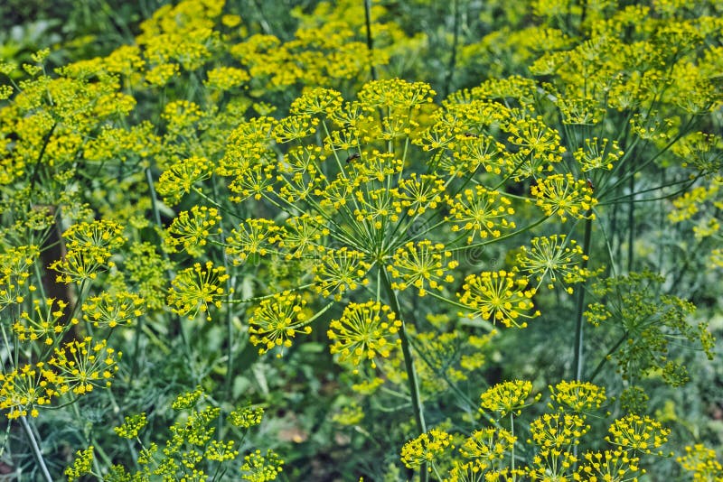Dill plants stock image. Image of grass, leaves, nutrition - 38217785