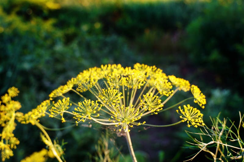 Blooming Dill. Green Background with Dill Flowers Stock Image - Image ...