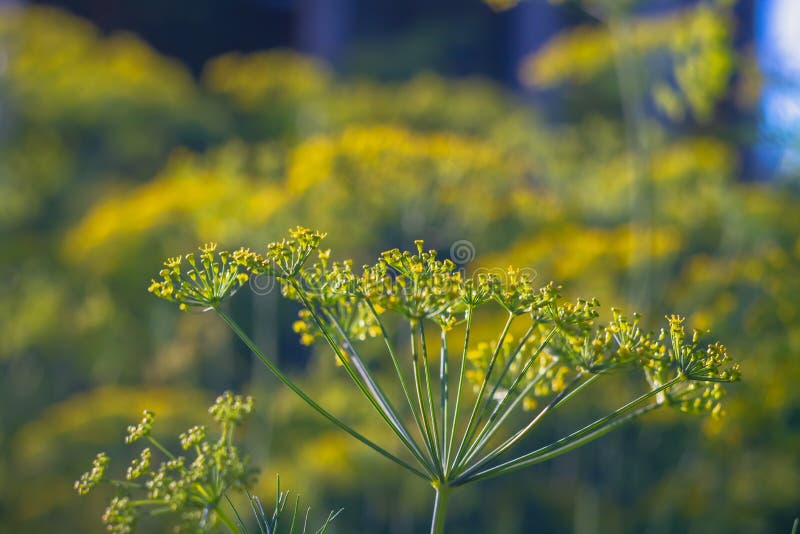 Blooming Dill with Yellow Inflorescences in the Garden in Summer Stock ...