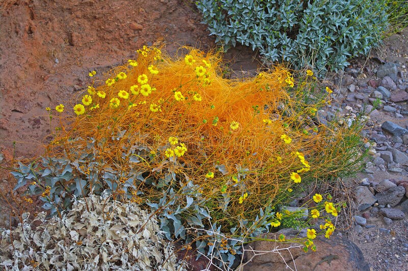 Blooming Dodder - Parasitic Plant Called Dodder Stock Photo - Image of ...