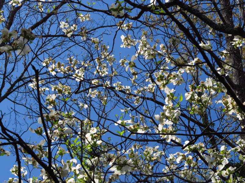 Blooming Dogwood6 stock photo. Image of path, woods - 150509944