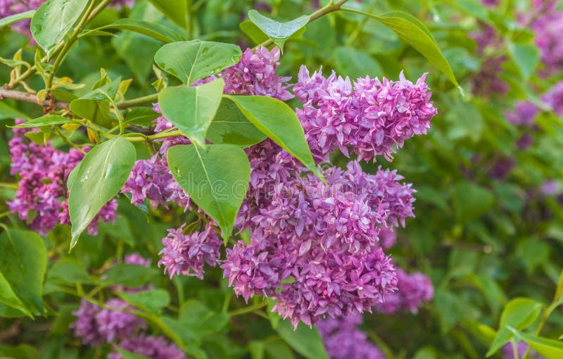 Blooming Double Lilacs in the Garden Stock Photo - Image of season ...