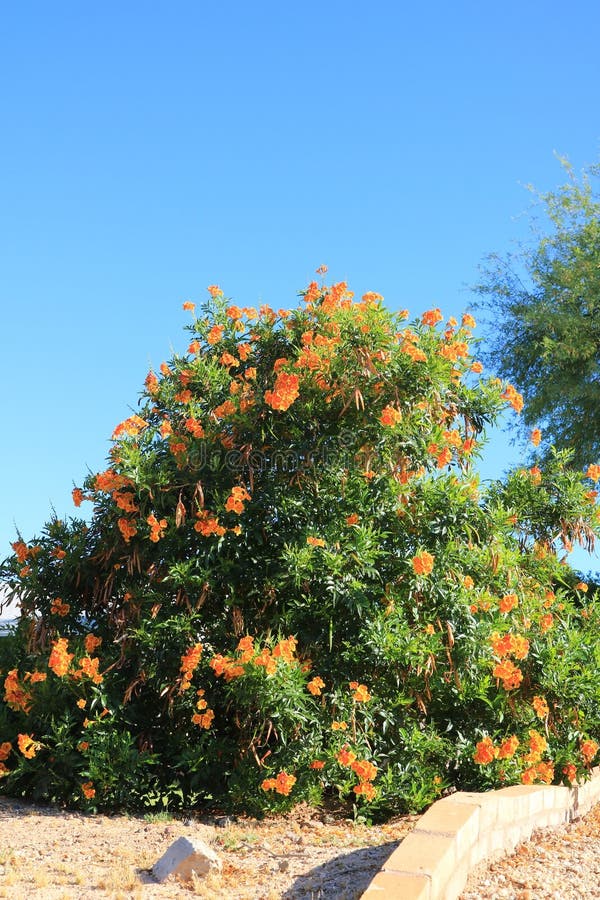 Shrub of Sparky Orange-Red Tecoma in Arizona Stock Photo - Image of ...