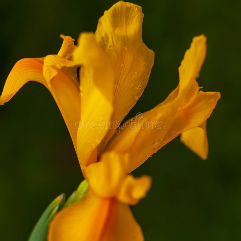 Blooming Dutch Iris stock photo. Image of background - 188330316