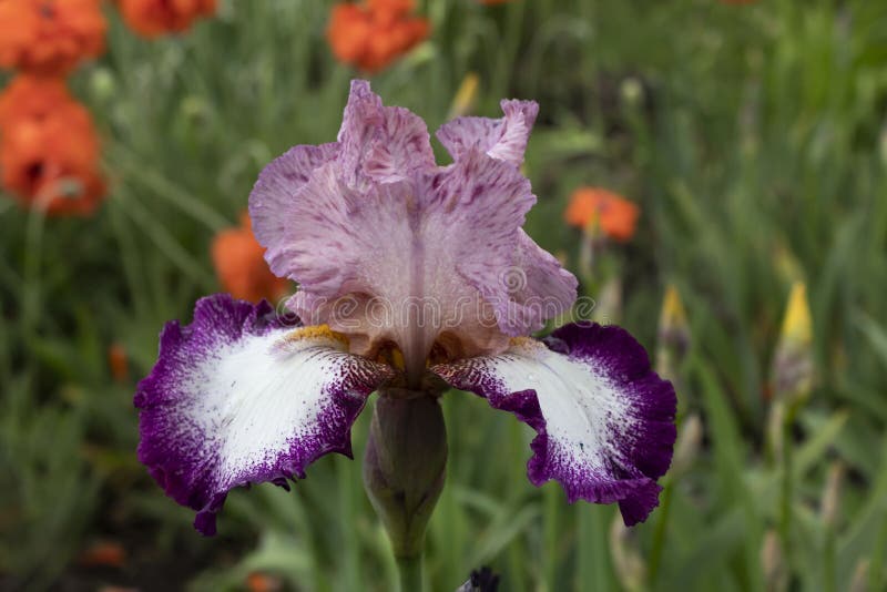 Blooming early iris. stock image. Image of leaf, outdoor - 184719613