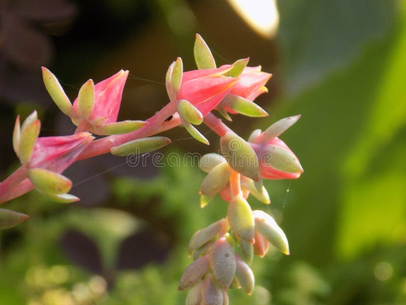 Blooming Echeveria Stone Home Gardener Stock Image - Image of beautiful ...