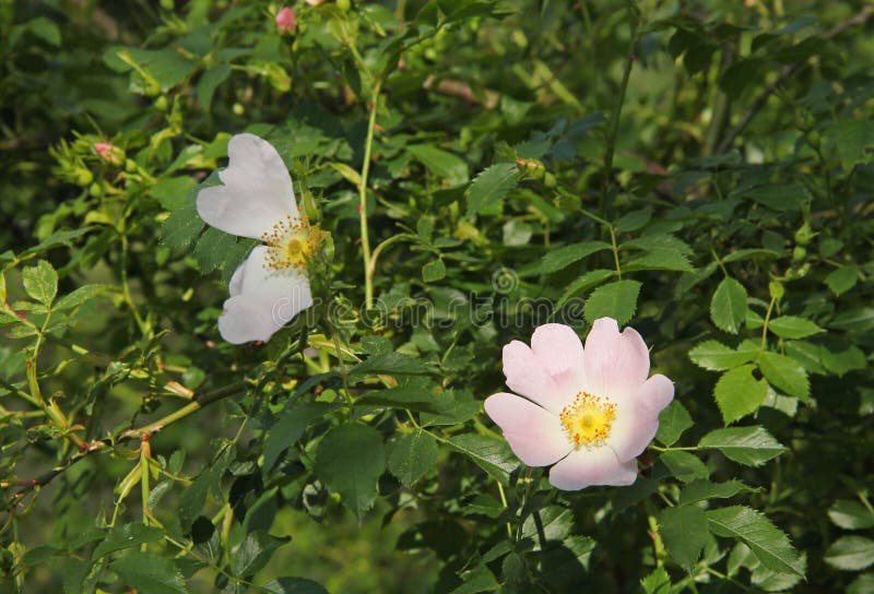 Blooming eglantine stock image. Image of summer, botany - 189475887