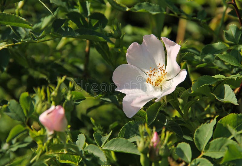 Blooming eglantine stock image. Image of gardening, dogrose - 189475895
