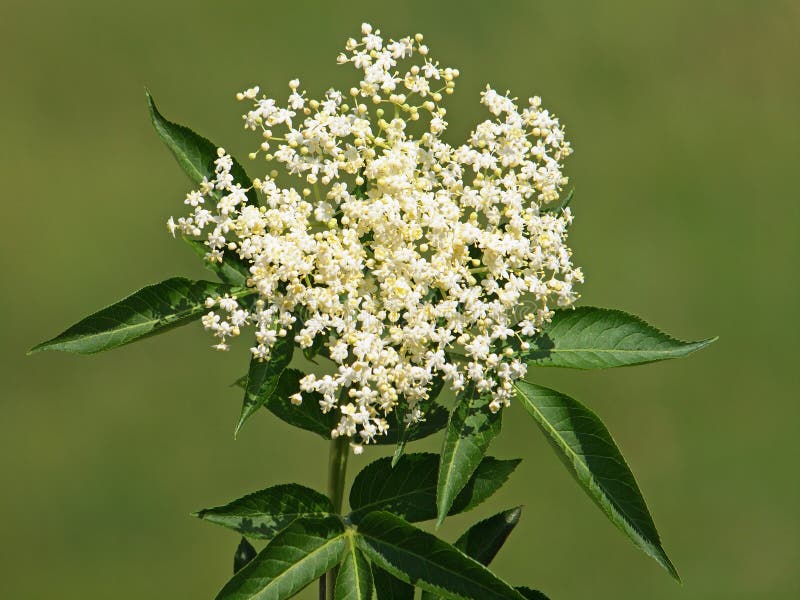 Blooming elder flower stock image. Image of flower, elderberry - 190750159