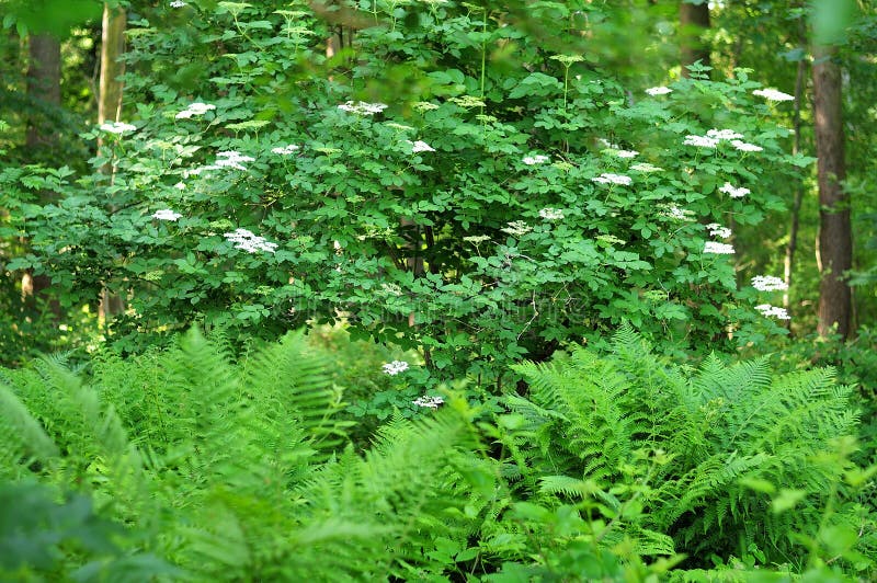 Blooming Elder Tree in Forest Stock Image - Image of branch, blossom ...