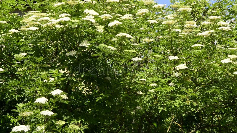 Blooming elder tree stock footage. Video of branch, bush - 41179024