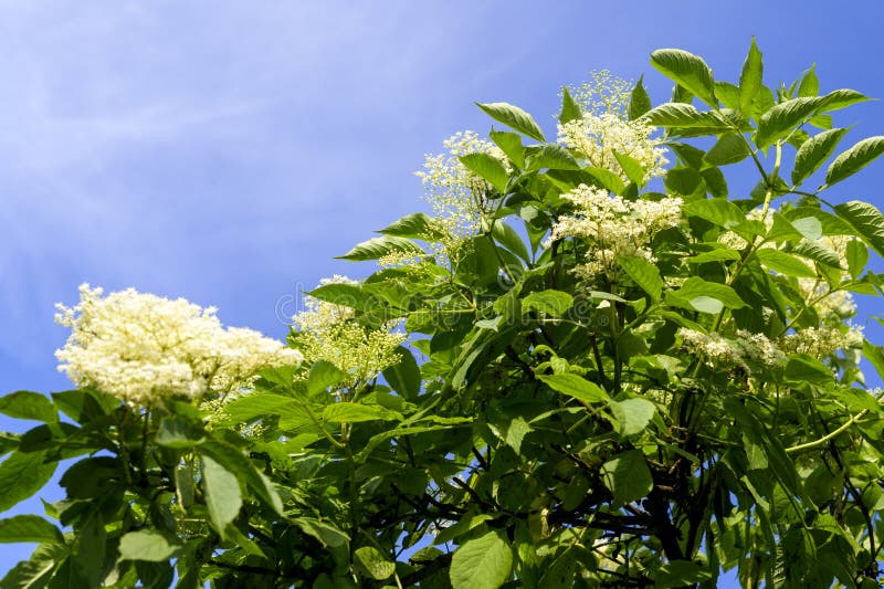 Blooming Elderberry Inflorescence of a Tree, Close-up Shot Stock Photo ...