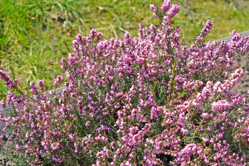 Blooming Erica Herb Erica Carnea L Stock Photo - Image of floral, plant ...