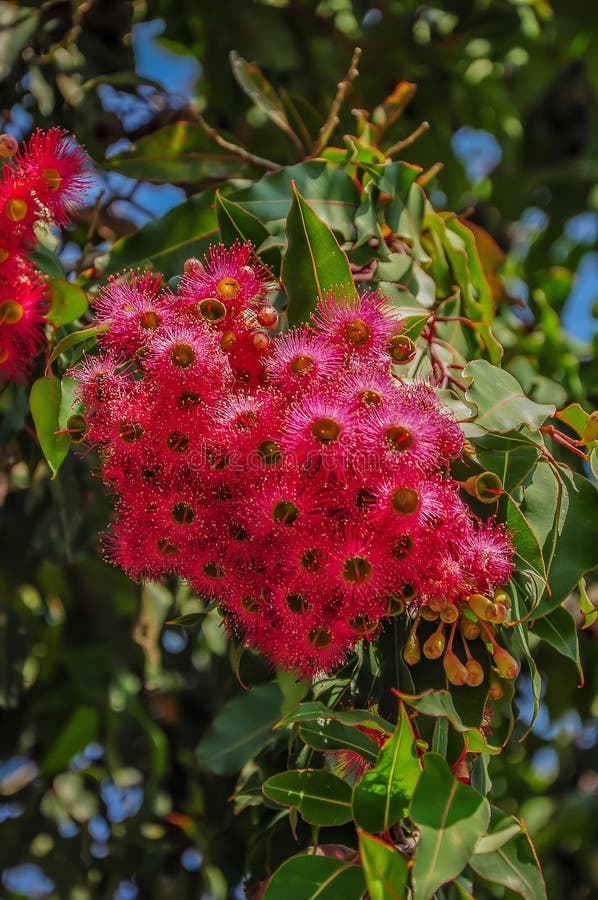 Melbourne Tree Pollen Allergy Stock Photos - Free & Royalty-Free Stock ...