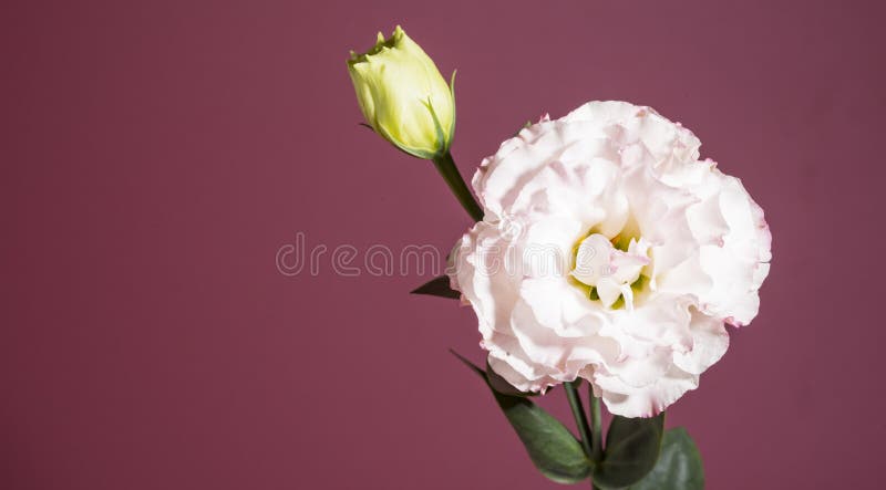 Blooming Eustoma flowers stock image. Image of lisianthus - 233242933