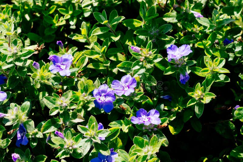 Evolvulus Florida Stock Photos - Free & Royalty-Free Stock Photos from ...