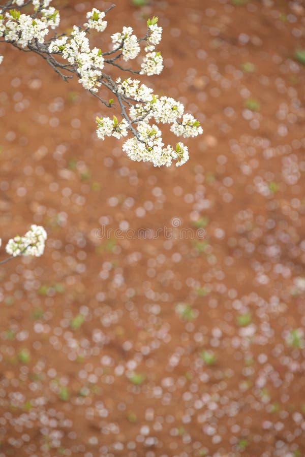 Spring Flowers Bloom and Fall Stock Photo - Image of life, spring ...