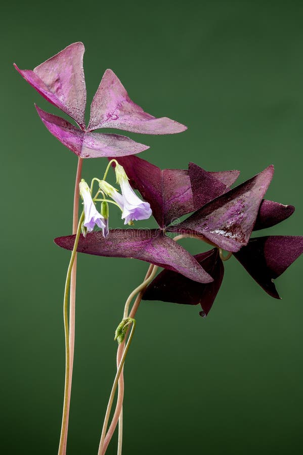 Blooming False Shamrock on a Green Background Stock Photo - Image of ...