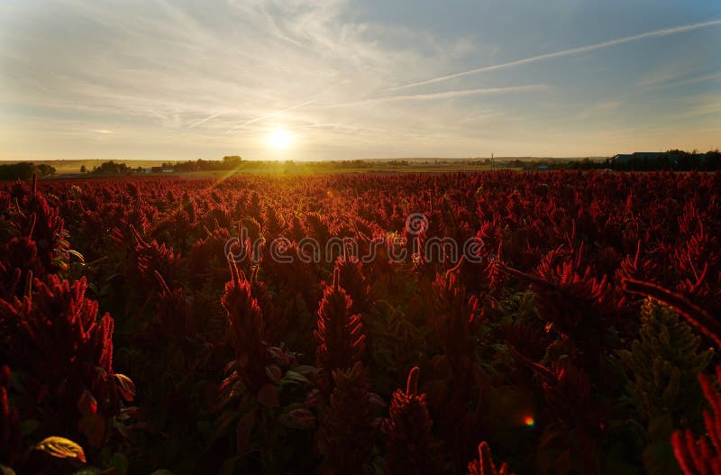 Red Field of Amaranth of Distant Green Forest Under Cloudy Dark Blue ...