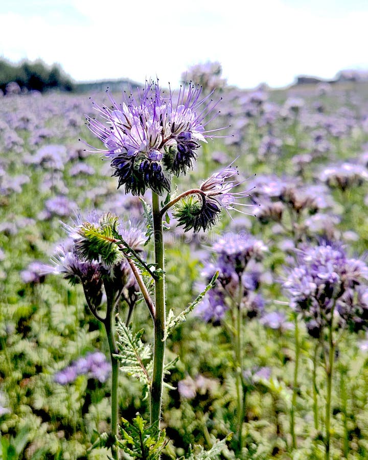 A Blooming Field of Blue Phacelia Stock Photo - Image of plant, shrub ...