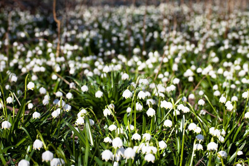 Blooming Field of Snowdrop Flowers Stock Photo - Image of ecology ...