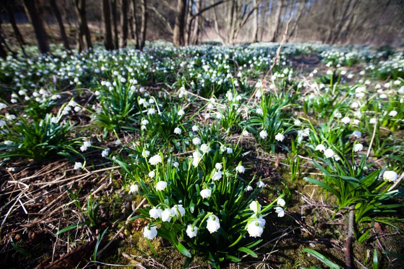 Blooming Field of Snowdrop Flowers Stock Photo - Image of belgique ...