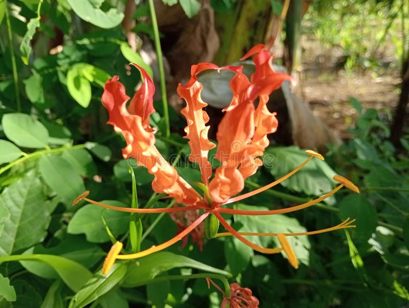 Blooming of Fire Lily Flower Stock Photo - Image of environment, grass ...