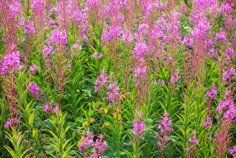 7,026 Fireweed Stock Photos - Free & Royalty-Free Stock Photos from ...
