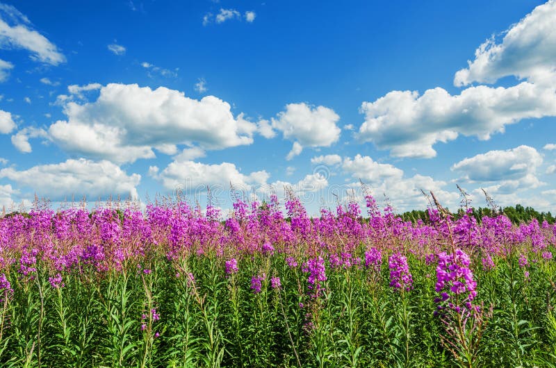 Blooming fireweed stock photo. Image of harmony, flower - 55973366