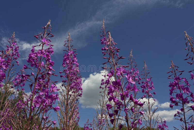 Blooming fireweed stock photo. Image of harmony, flower - 55973366
