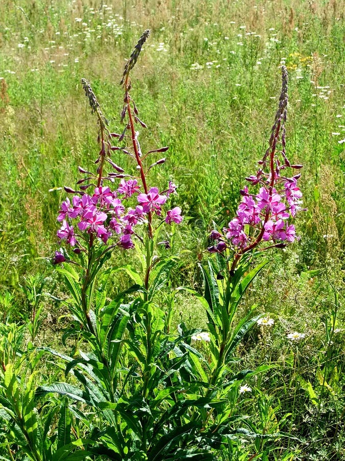 Blooming fireweed stock photo. Image of outdoors, leaf - 42325594