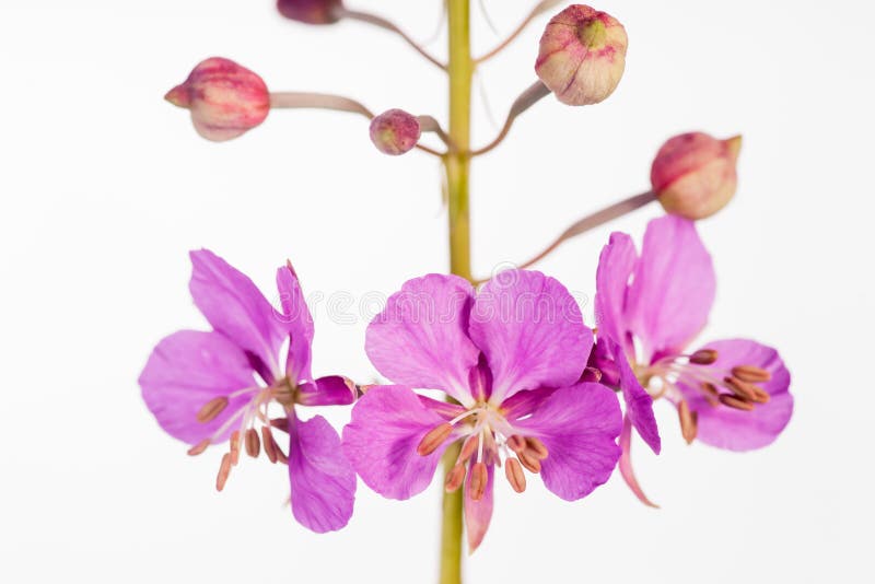 Fireweed Close-Up on White stock photo. Image of dark - 153581746