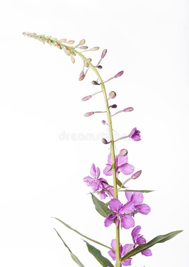Fireweed on White stock photo. Image of flowering, backdrop - 153581660