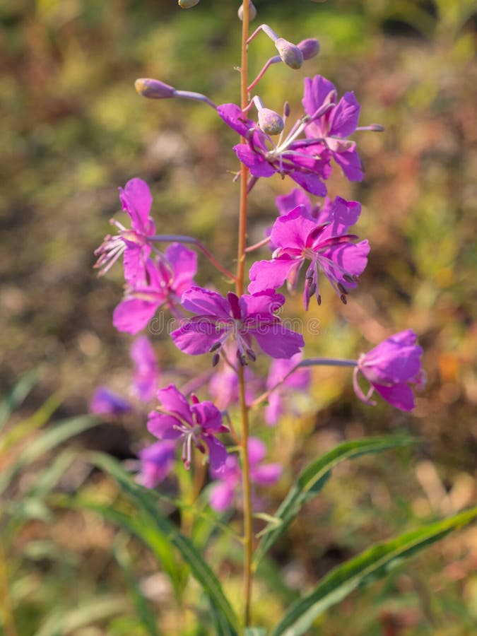 Blooming Fireweed on a Summer Day Stock Image - Image of herb, bloom ...