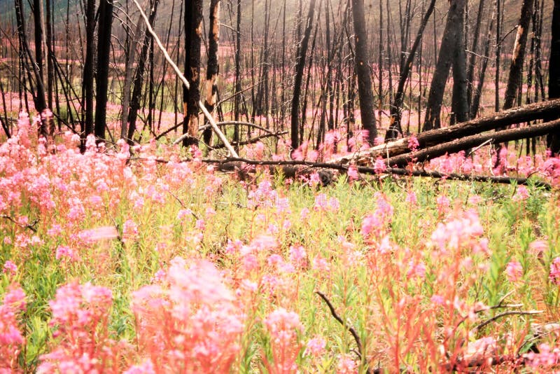 Blooming fireweed stock photo. Image of harmony, flower - 55973366
