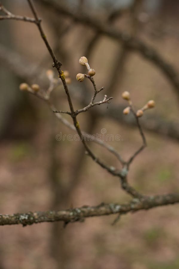 Blooming stock image. Image of view, blooming, texture - 88590369
