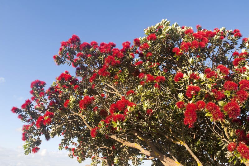 Blooming Flamboyant Tree with Red Flowers Stock Photo - Image of plant ...