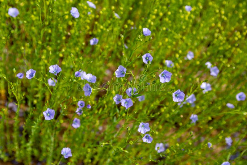 Blooming Flax Agriculture in Field Stock Photo - Image of blooming ...