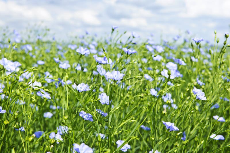 Blooming flax field stock image. Image of flora, green - 21219975