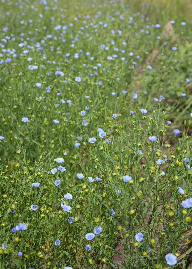 Blooming flax field stock image. Image of grass, lawn - 75335249