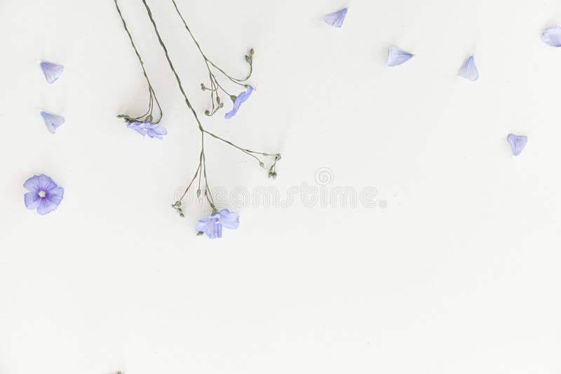 Blooming Flax Flowers on a White Background. Stock Photo - Image of ...